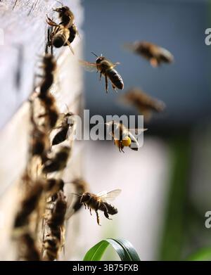 Seeg, Germany. 30th Apr, 2025. Simon Nuschele, beekeeper at the ...