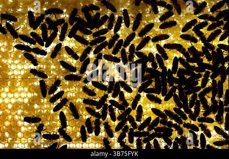 Seeg, Germany. 30th Apr, 2025. Simon Nuschele, beekeeper at the ...