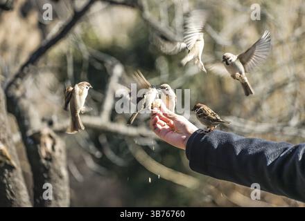 Feeding of the sparrow. Shooting Location: Tokyo metropolitan area ...
