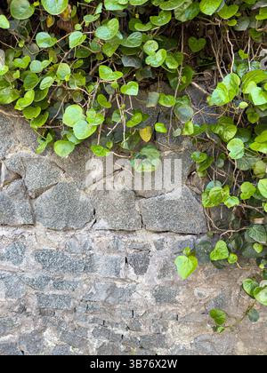 Green ivy on stone wall Stock Photo - Alamy