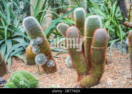 Cactus that live in tropical. Shooting Location: Singapore Stock Photo ...