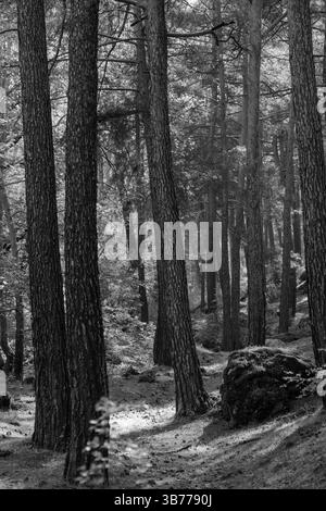 A montane track through the pine forest (Pinus nigra) at Ağla (900 ...