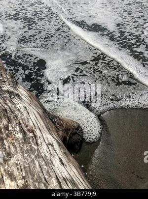 Goat Rock beach sits on the California coast in Sonoma County Stock ...