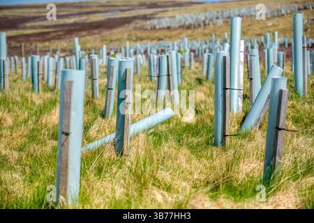 Newly planted trees in tubes ,in the upland of Yorkshire Dales Stock ...