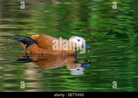 ruddy shelduck or brahminy duck or tadorna ferruginea bird closeup ...
