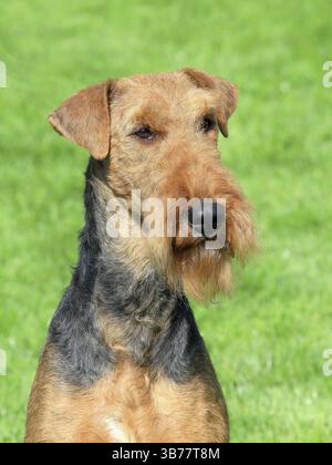 . A TYPICAL AIREDALE HEAD Stock Photo - Alamy
