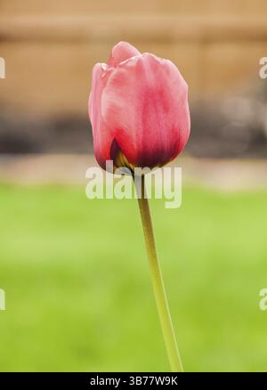 Blooming and flowering lone red tulip flower blossom Stock Photo - Alamy