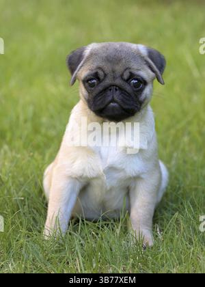 Typical Pug dog in the spring garden Stock Photo - Alamy