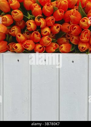 Wooden tulips in the shop in Volendam. Volendam is a town in North ...