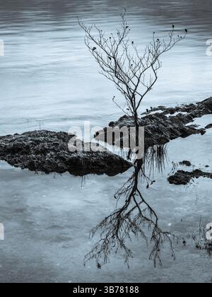 Derwentwater - Manesty Park Stock Photo - Alamy