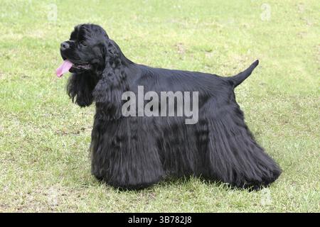 Typical American Cocker Spaniel in the spring garden Stock Photo - Alamy