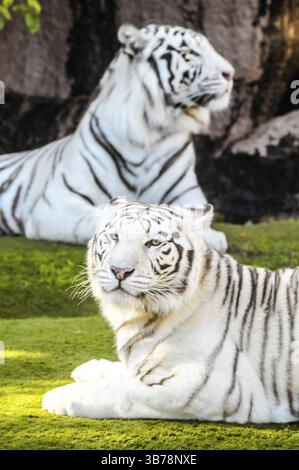 Rare Black and White Striped Adult Tiger Stock Photo - Alamy