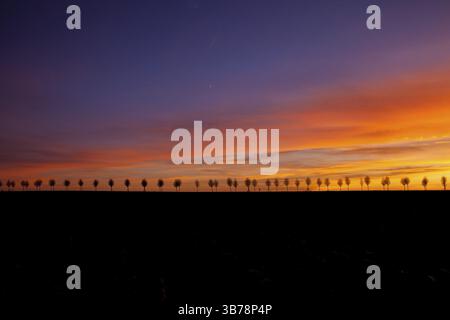 Dramatic sunset in an alley of trees Stock Photo - Alamy