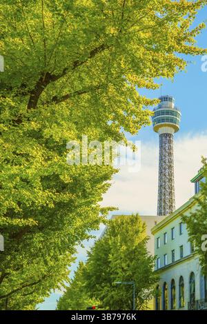 autumn leaves and Yokohama marine tower in Kanagawa, Japan Stock Photo ...