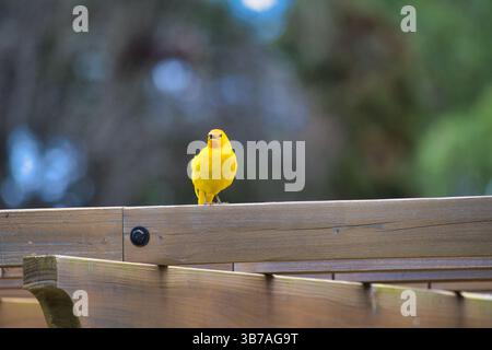 Colorful bright yellow alauhio bird endemic to maui Stock Photo - Alamy