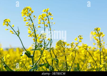 Rapeseed, also known as rape, or oilseed rape, is a bright-yellow ...