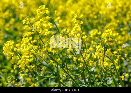 Rapeseed, also known as rape, or oilseed rape, is a bright-yellow ...