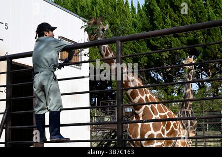 Giraffe at Himeji zoo,Honshu island,Japan Stock Photo - Alamy