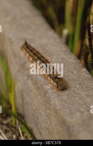 Scottish Drinker caterpillar at the Flanders Moss National Nature ...