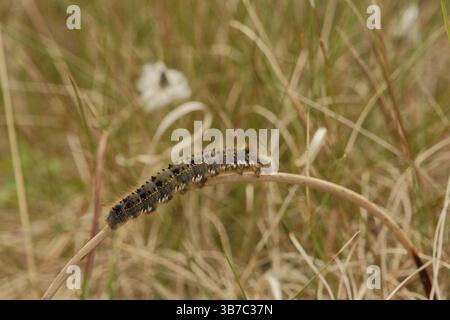Scottish Drinker caterpillar at the Flanders Moss National Nature ...