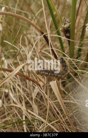 Scottish Drinker caterpillar at the Flanders Moss National Nature ...
