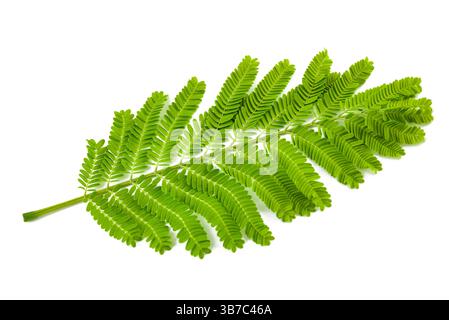 Flamboyant leaf isolated on white Stock Photo - Alamy