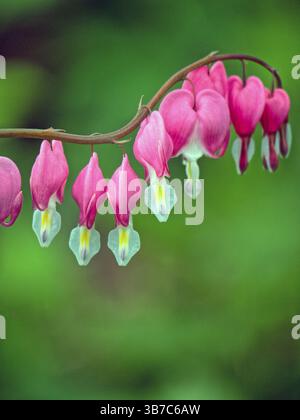 Lamprocapnos spectabilis, commonly known as bleeding heart or Asian ...