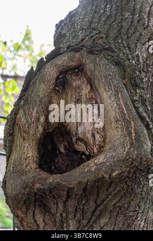 Hollow tree trunk with large opening to enter and play hide and seek ...