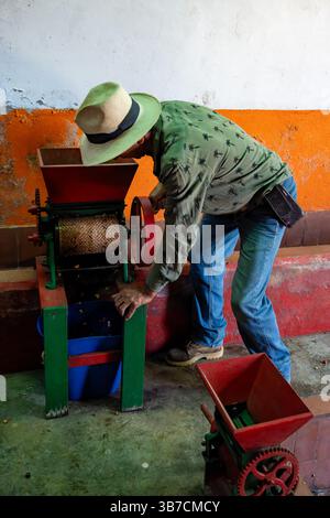 A vintage manually-operated coffee bean depulper machine on a small ...