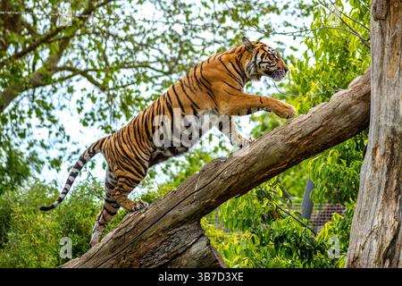Tiger at the zoo climbing a wooden structure Stock Photo - Alamy