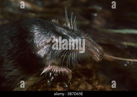 Desman Galemys pyrenaicus Pyrenees Spain Sanz VISUAL WRITTEN Stock ...
