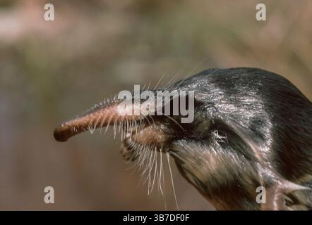 Desman Galemys pyrenaicus Pyrenees Spain Sanz VISUAL WRITTEN Stock ...