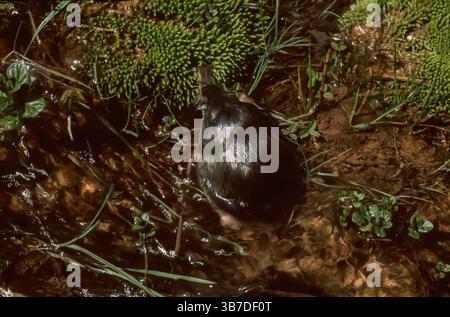 Desman Galemys pyrenaicus Pyrenees Spain Sanz VISUAL WRITTEN Stock ...