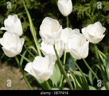Tulipa 'Maureen', single late tulip in flower Stock Photo - Alamy