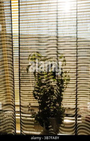 Sunlight filters through sheer curtains illuminating a cozy room with a ...