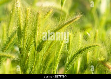 Wheat growing wild in the Andalucian mountain range. Spain April 2025 ...