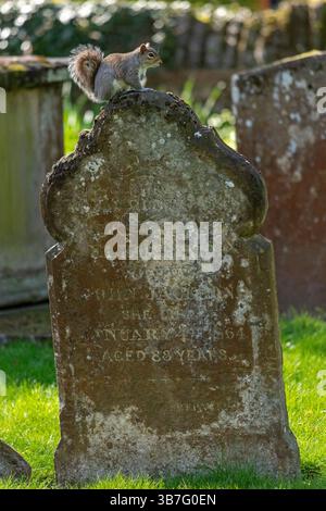 Grauhörnchen / Eastern gray squirrel / Sciurus carolinensis Stock Photo ...