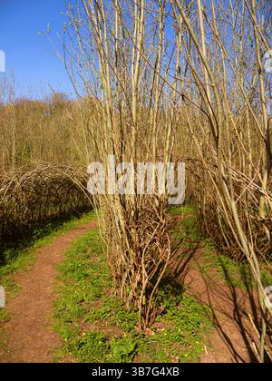 Willow Maze, Barton Farm Country Park, Bradford-on-Avon, Wiltshire ...