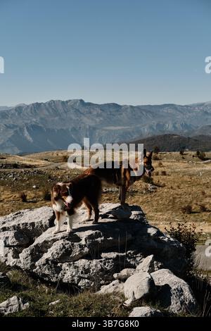 An Australian Shepherd standing on the rocks Stock Photo - Alamy