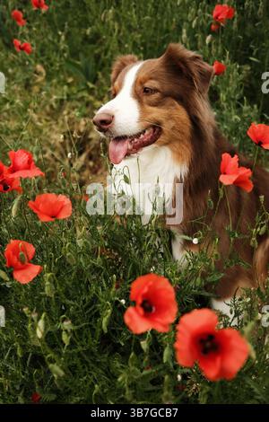 White Shepherd in the poppy field Stock Photo - Alamy