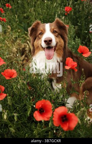 White Shepherd in the poppy field Stock Photo - Alamy