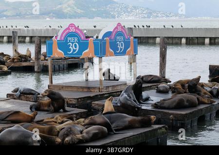 San Francisco's animated and continuously warring Pier 39 Sea Lions ...
