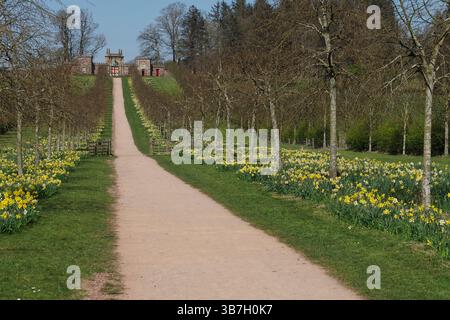 Daffodils line the long walk up to The Temple Gate, Dumfries House ...