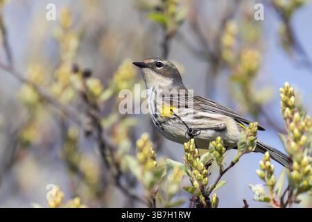 Female yellow-rumped warbler (Setophaga coronata) looking around ...
