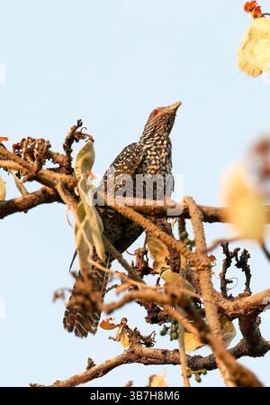 Asian koel - female, Indischer Koel, Coucou koël, Eudynamys scolopaceus ...