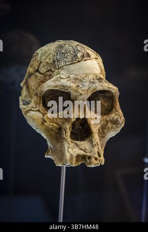 Australopithecus afarensis,,skull replica, Museo de la evolución humana ...