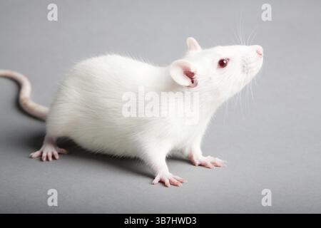 White laboratory rat isolated on white background Stock Photo - Alamy