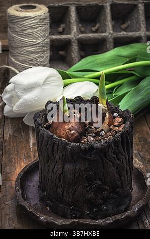 sprouted bulbs on white background fresh cut tulips Stock Photo - Alamy
