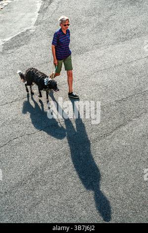 Walking a dog on a leash in a public place Stock Photo - Alamy