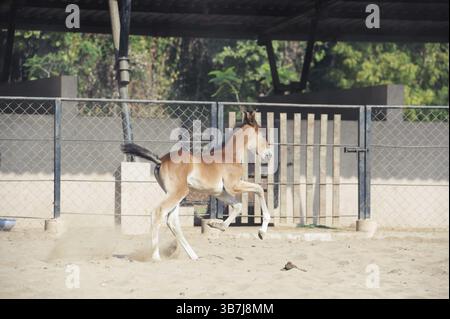 Running Marwari chestnut colt in paddock. India Stock Photo - Alamy
